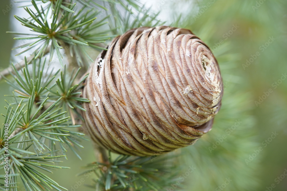 Cedrus libani, the cedar of Lebanon or Lebanese cedar is a species of ...