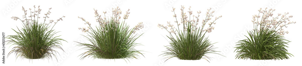 Set of Libertia formosa plant with isolated on transparent background ...