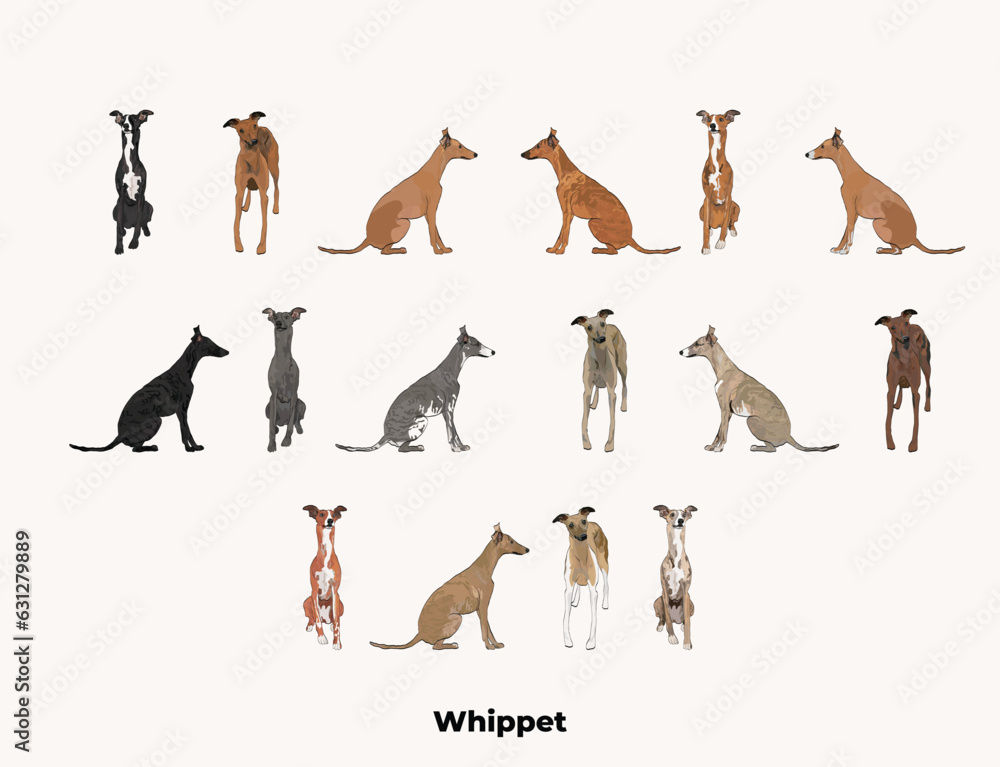 Whippet dogs set in different poses. Black, blue and whitecolors. All ...