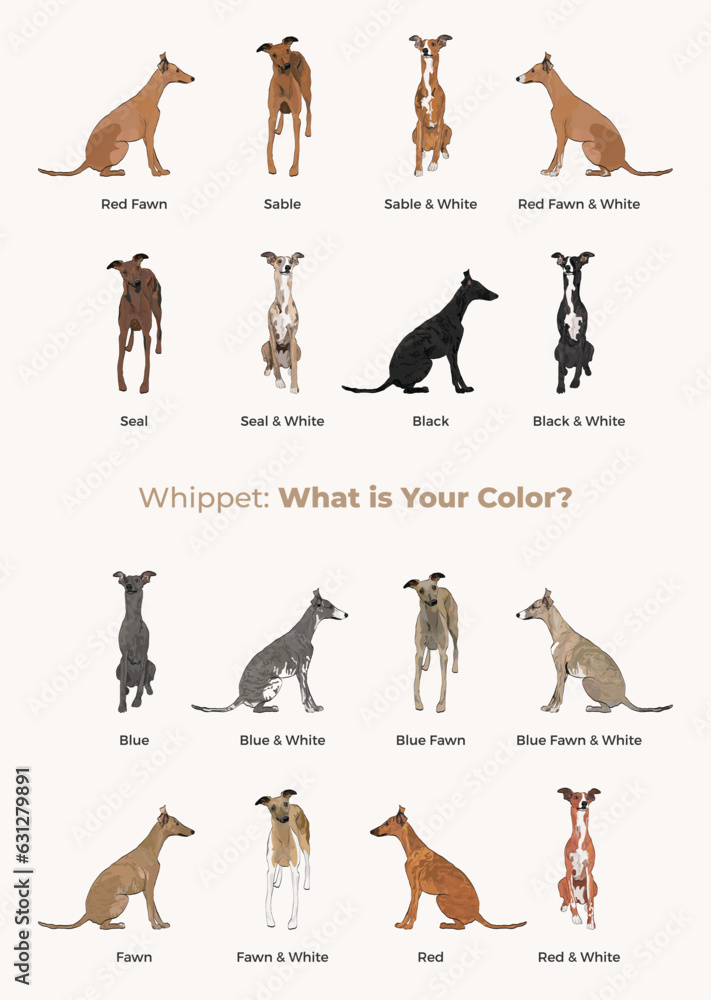 Whippet dogs set in different poses. Black, blue and whitecolors. All ...