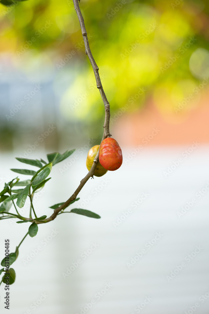 Fruit of Siriguela or Seriguela or Ciriguela or Ciruela (plum) and ...