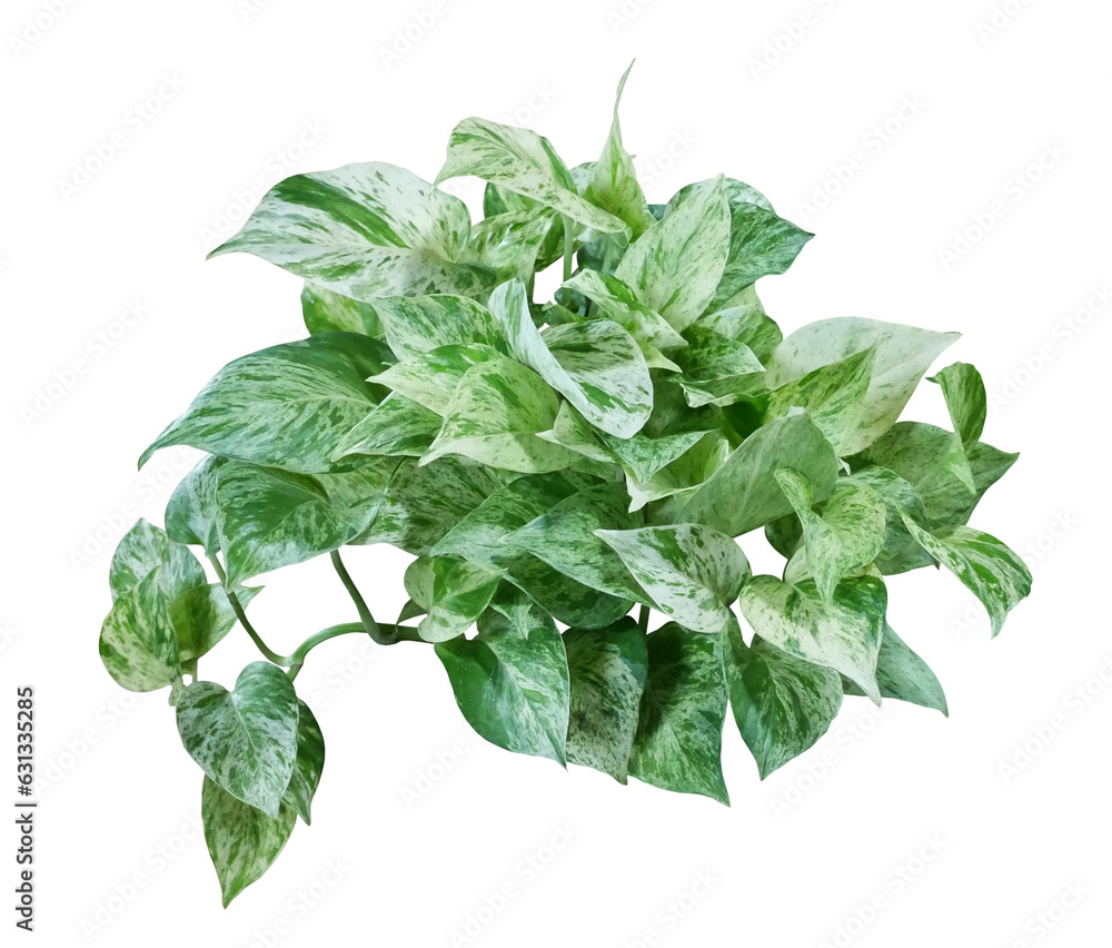 Heart shaped green leave hanging vine plant of devil’s ivy or golden ...
