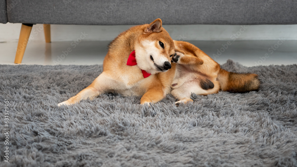 Japanese Shiba Inu dog scratching alone on a fluffy grey carpet in ...