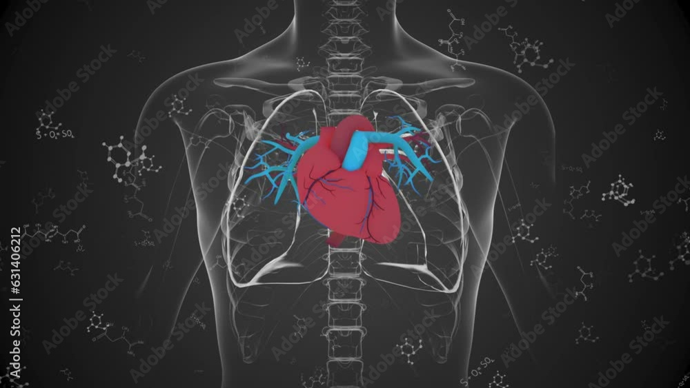 Colorful Human Body animation with flares and particles showing veins ...