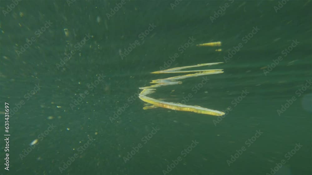 Worm Polychaeta Nereis virens (Alitta virens) from family Nereididae ...