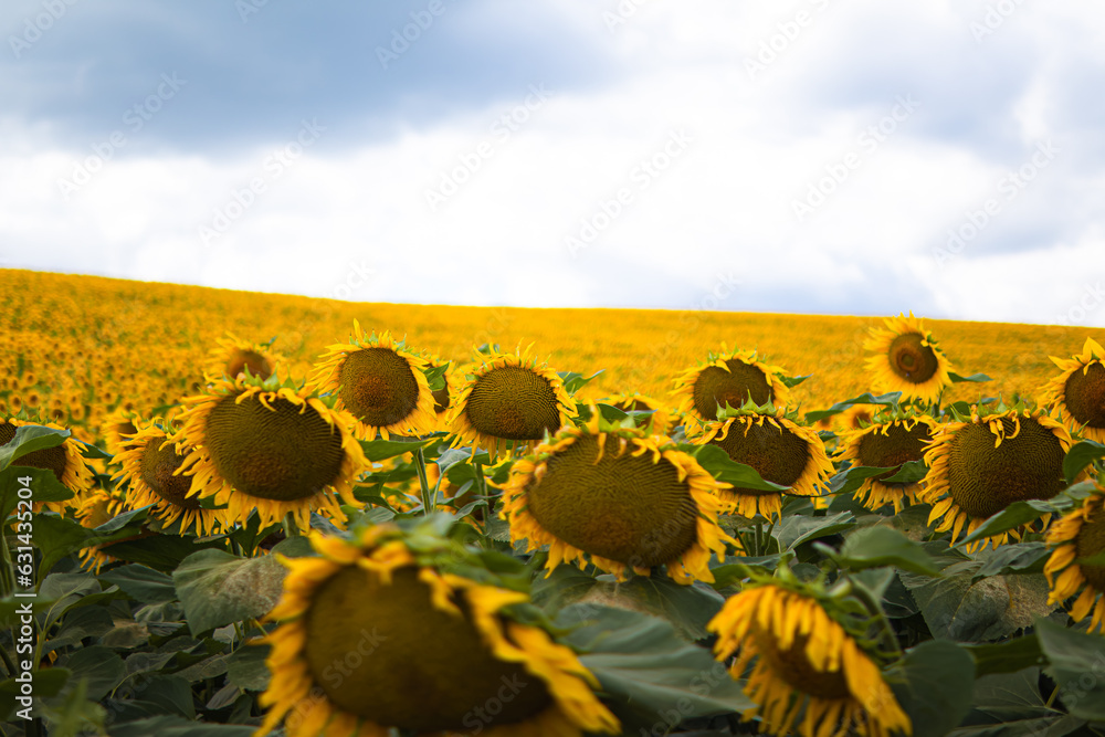 agricultural business.sunflower oil production.sunflower harvest ...