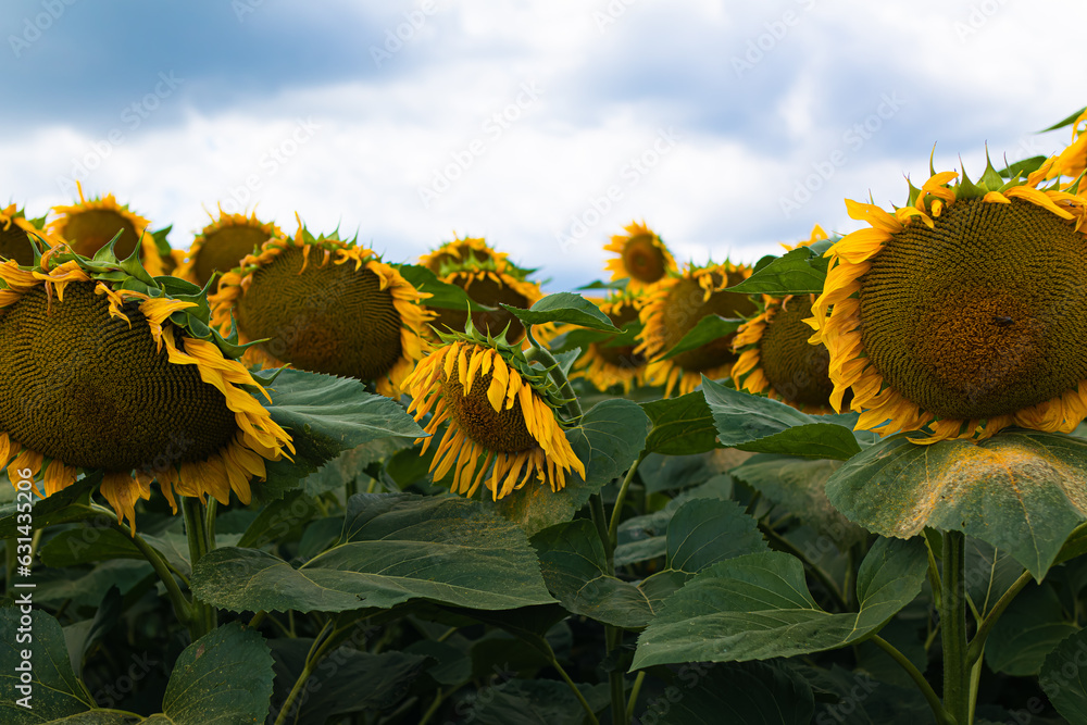 agricultural business.sunflower oil production.sunflower harvest ...