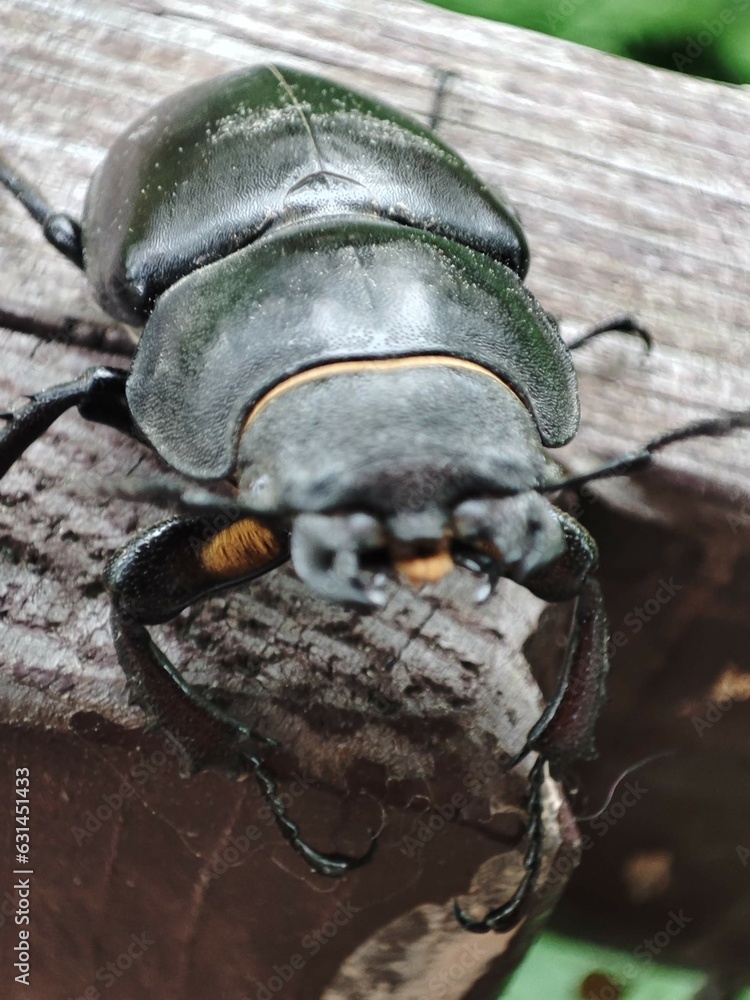 Lucanus cervus, known as the European stag beetle, or the greater stag ...