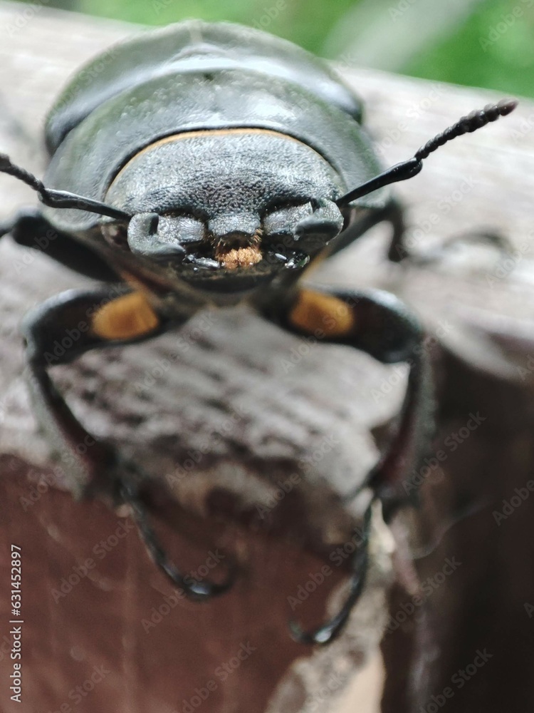 Foto de Lucanus cervus, known as the European stag beetle, or the ...