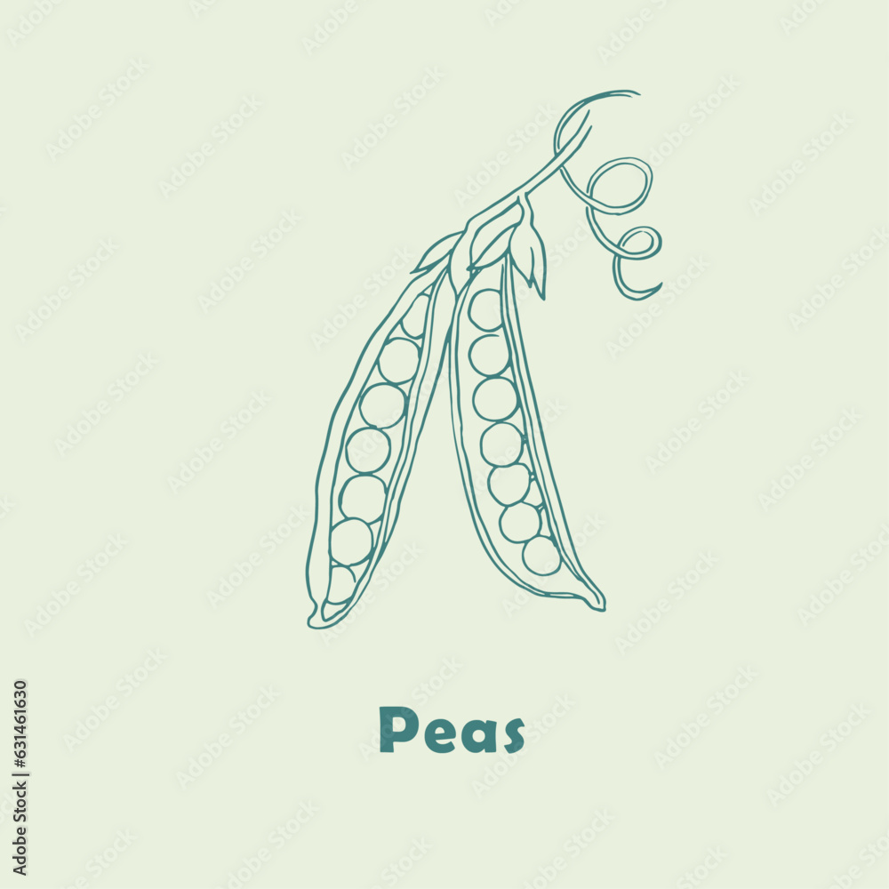 Peas, green peas, pea , logo , doodle ,line art, sketch, drawing ...