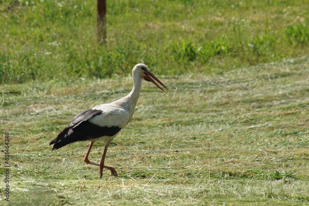 Bocian ,ptak ,dorosły bocian ,bocian latem ,bocian na polu Stock Photo ...