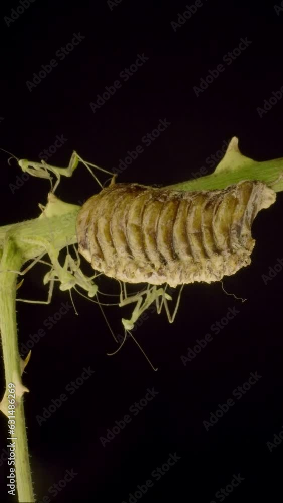 Vidéo Stock Vertical video, Group of newborn babies praying mantis sits ...