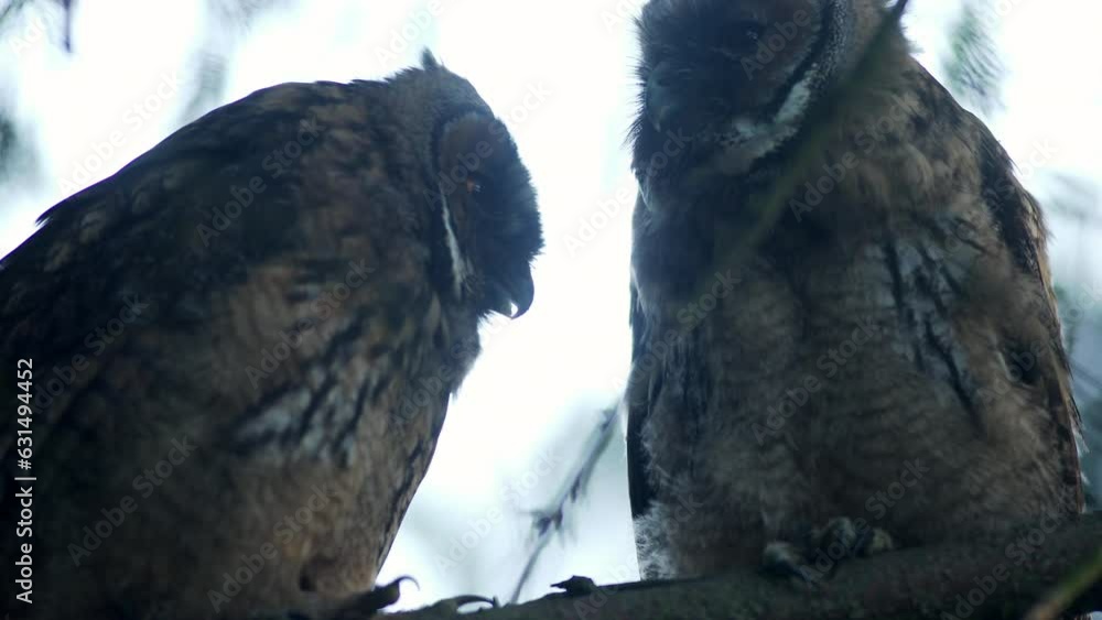 Close up of young long eared owl (Asio otus) group grooming each other ...