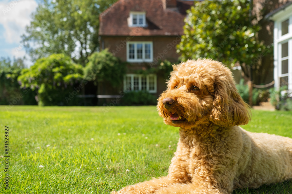 Happy and resting poodle seen laying on a private lawn after completing ...