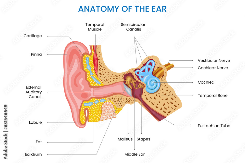 Anatomy of the ear includes the outer, middle, and inner ear which are ...