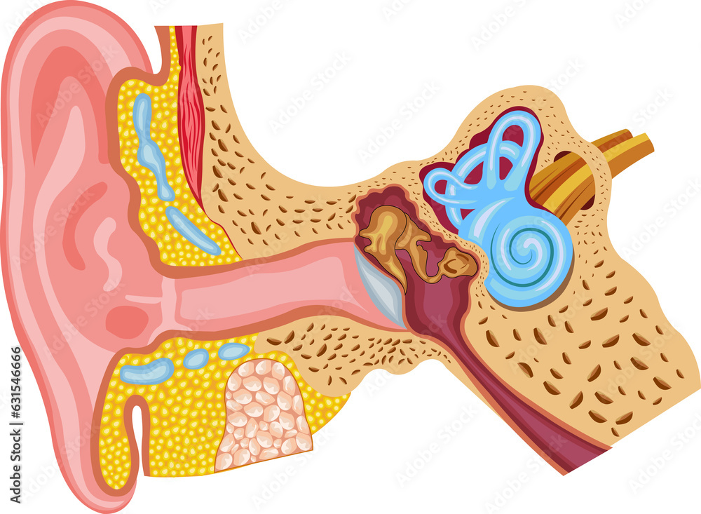 Anatomy of the ear includes the outer, middle, and inner ear which are ...