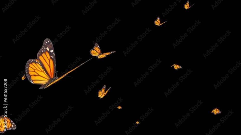 Butterfly is flying on transparent background. Animation of Butterfly ...