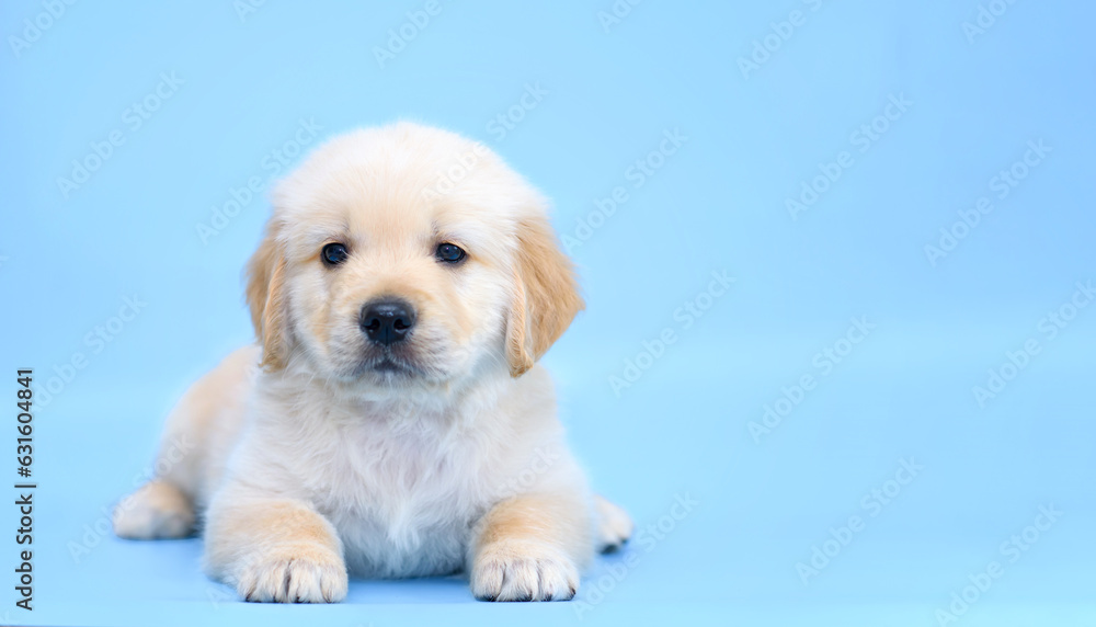 small dog puppy golden retriever labrador on a blue background. dog ...