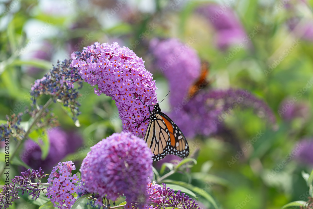 monarch butterfly gathering nectar from a Buddleja davidii or butterfly ...