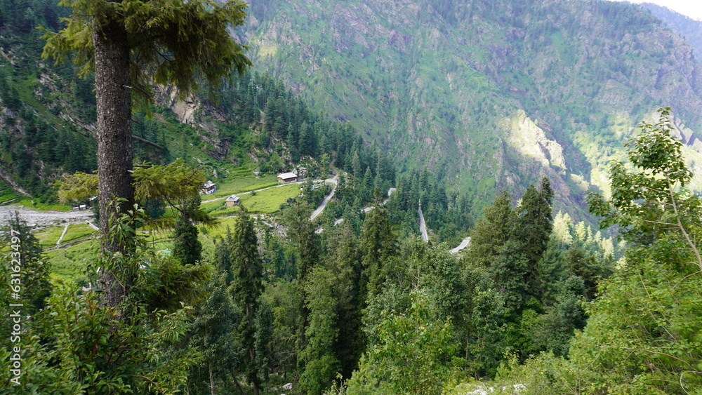 Himalayan cedar tree forestry in the Pir Panjal Region of Jammu Kashmir ...