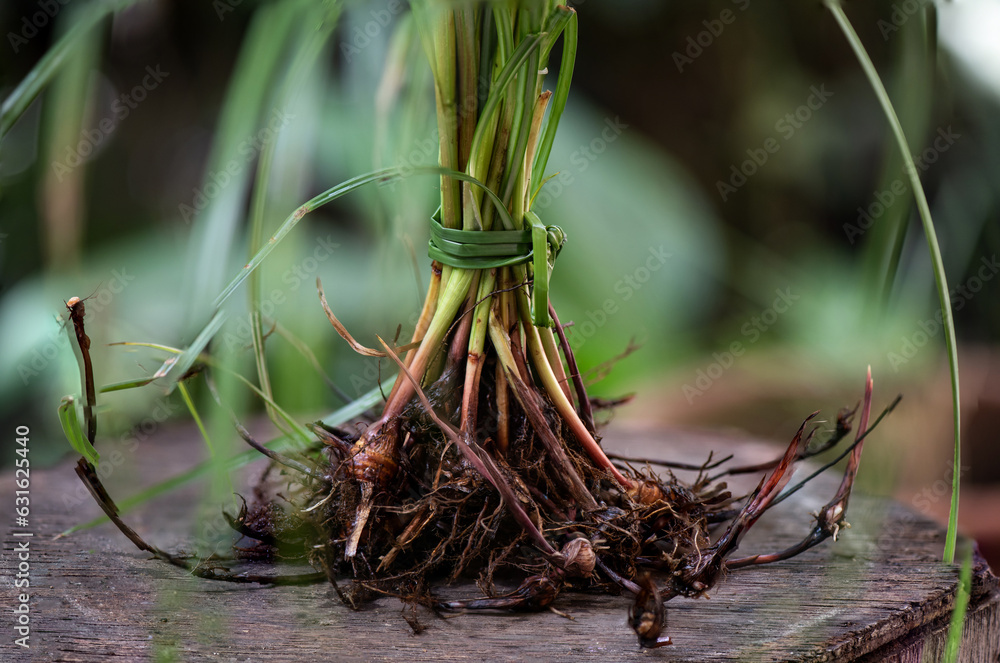 Cyperus Rotundus Root