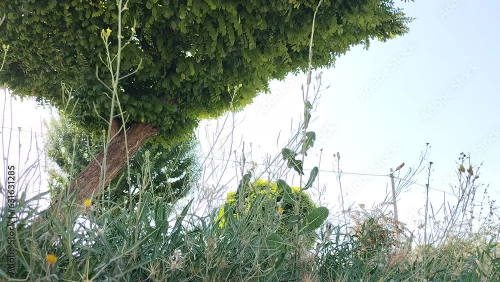 The wind shakes the leaves of trees and grass. The state of nature in ...