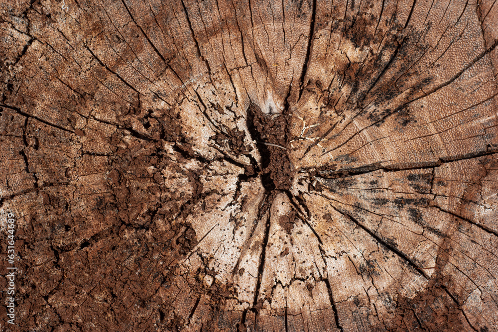 Textura de tronco de madera Stock Photo | Adobe Stock