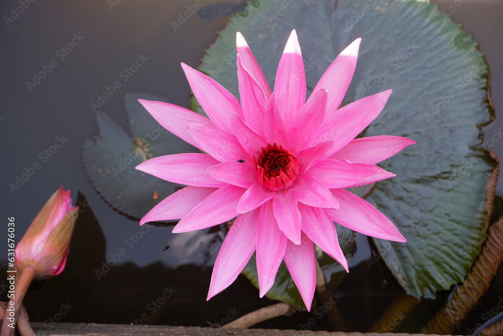 Nymphaea flower blooming over the lake. Waterlily is a genus of hardy ...