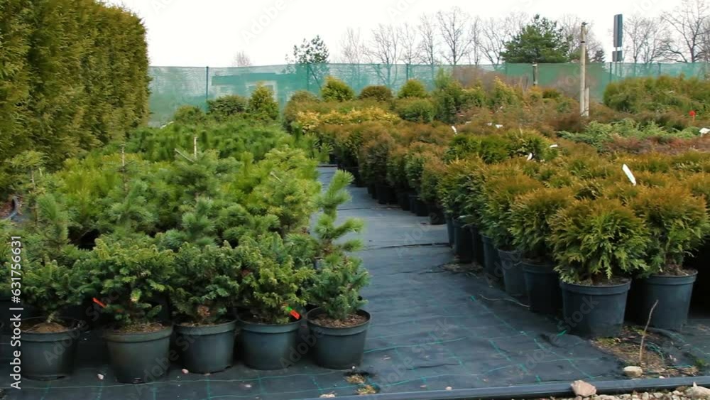 panning wide shot of seedling nursery area with various tree seedlings ...