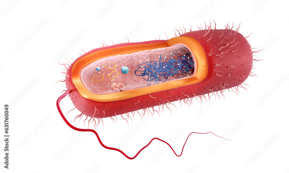Anatomy of a Rod-shaped, Gram positive bacteria, cross section, 3d ...
