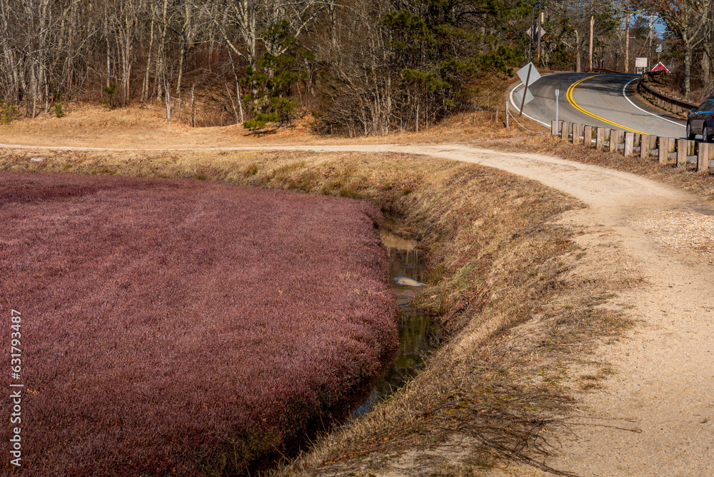 Cranberry bog that has been harvested and some berries left around the ...