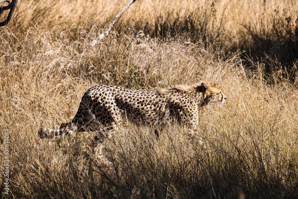 Cheetah is slowly walking in high grass. Cheetah is strolling through a ...