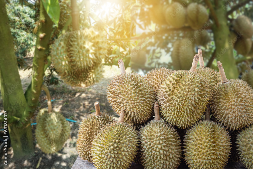 Fresh durian fruit with durian tree plantation blurred background ...