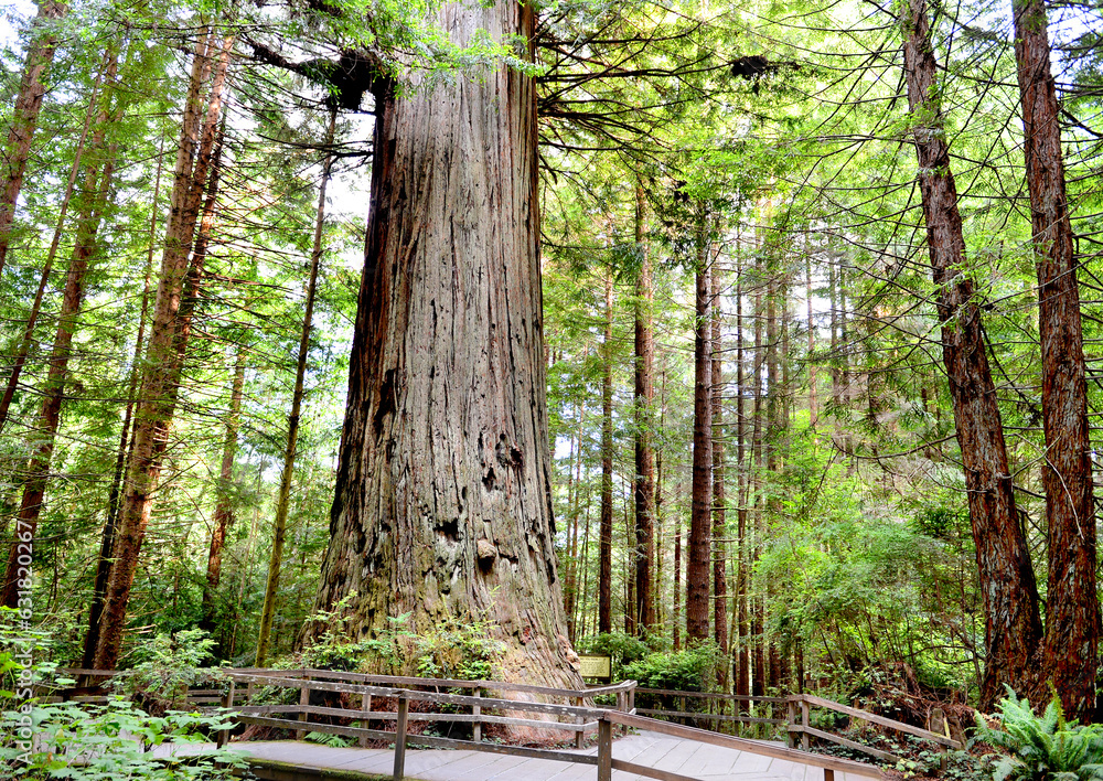 Trees of Mystery is a park and tourist attraction near the coastal town ...