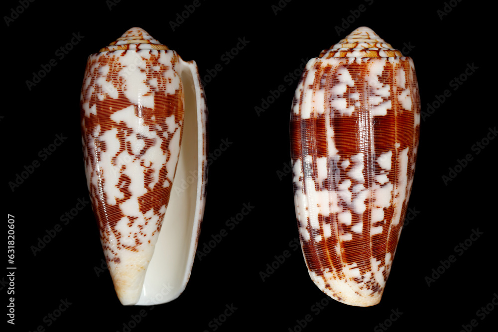 Striated cone (Pionoconus/Conus striatus) sea snail is the venomous sea ...