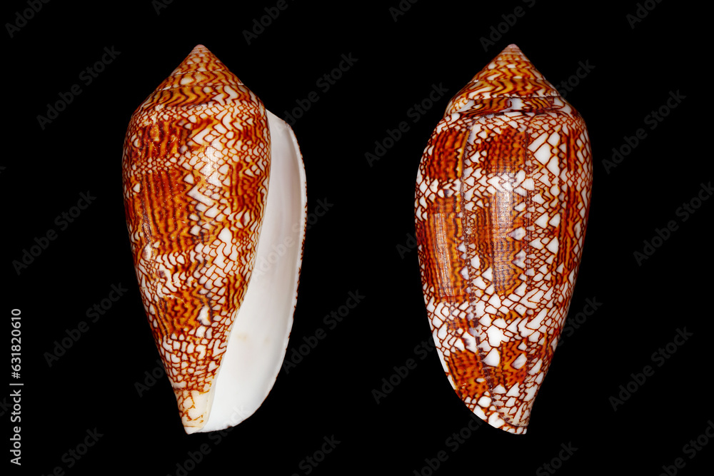 Textile cone, Cloth of gold cone (Cylinder/Conus textile) sea snail is ...
