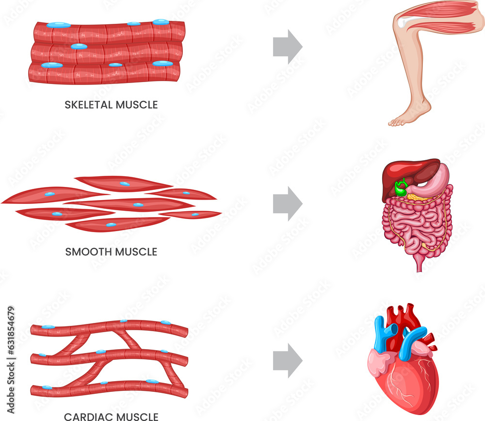 ภาพประกอบสต็อก Types of muscle cells include skeletal, smooth, and ...
