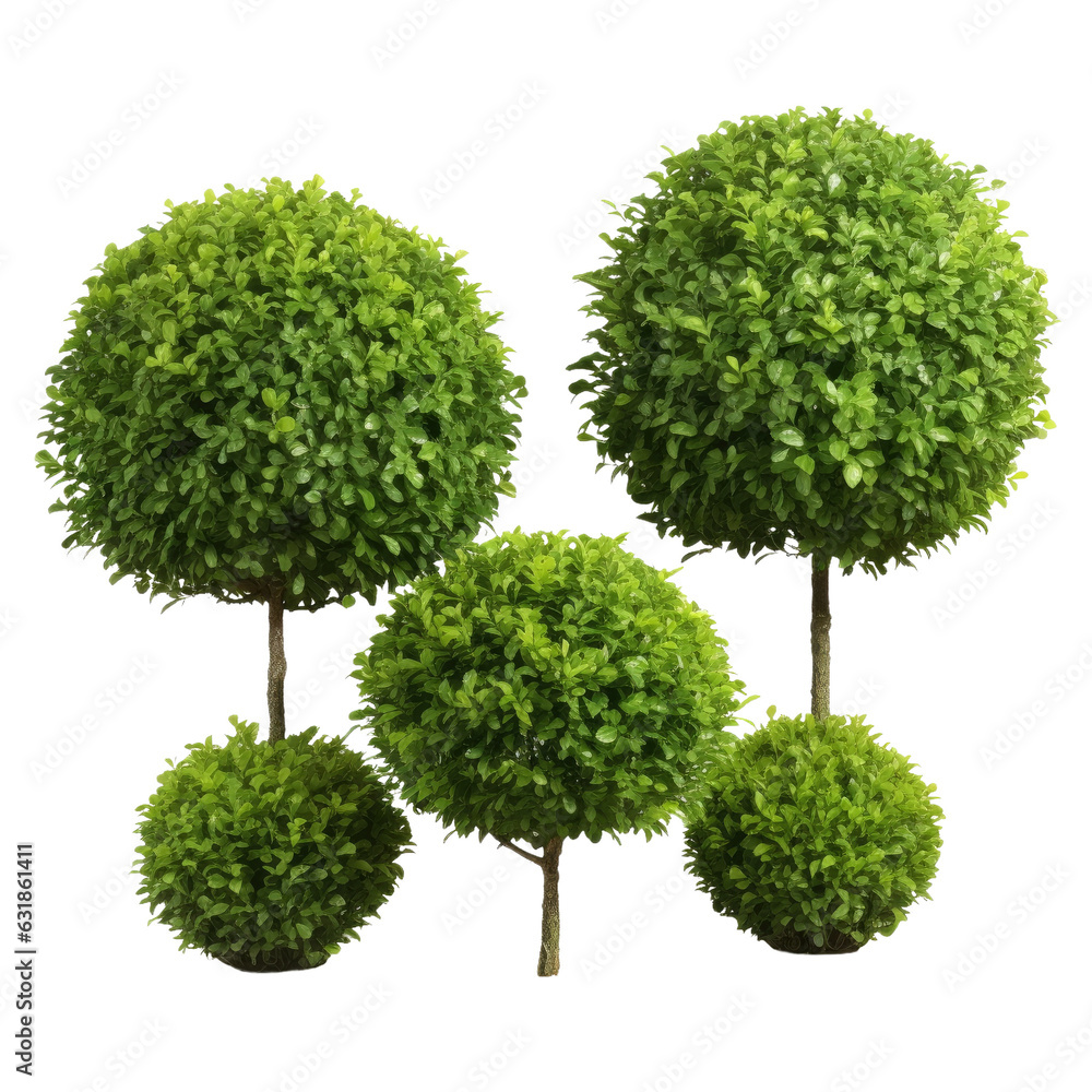 Three Siamese rough bushes, dwarf trees, and ornamental shrubs for ...