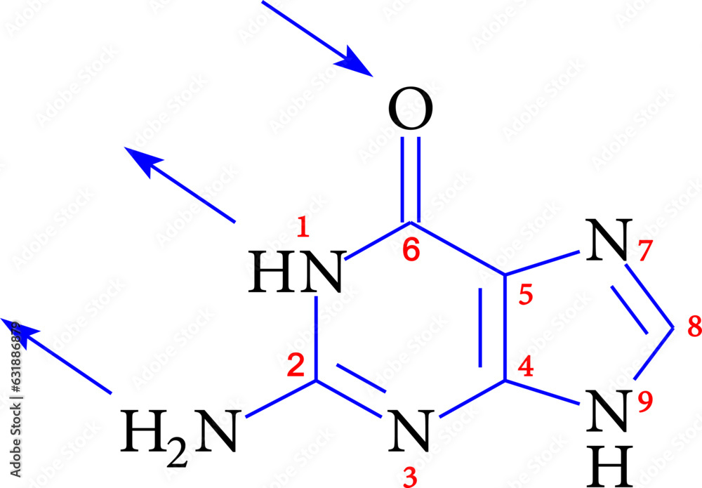 structure of guanine , vector illustration Stock Vector | Adobe Stock