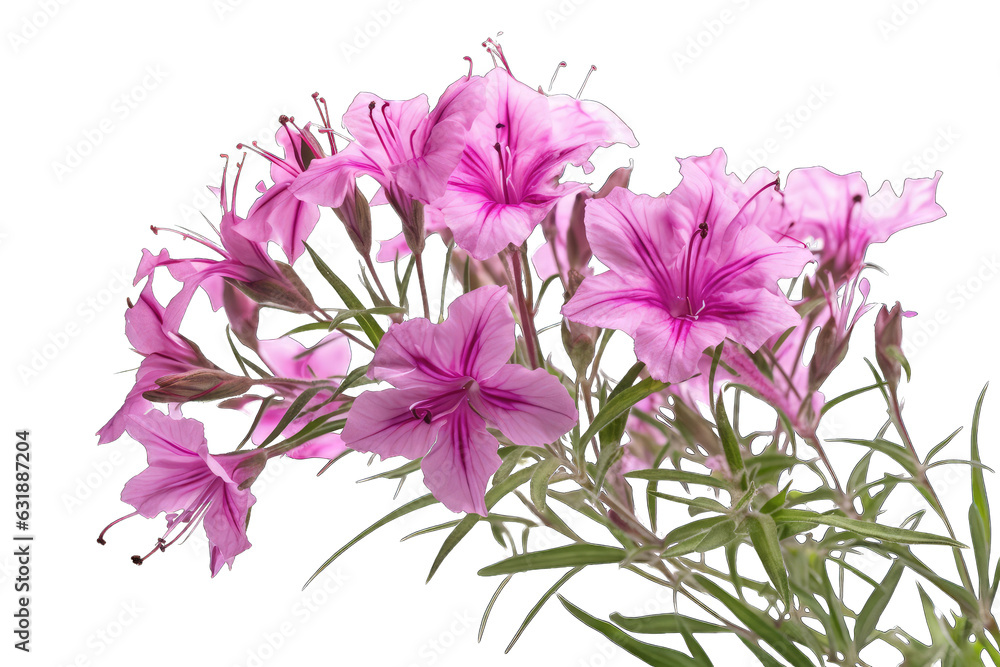 Fireweed Epilobium Angustifolium plant with purple flower on ...