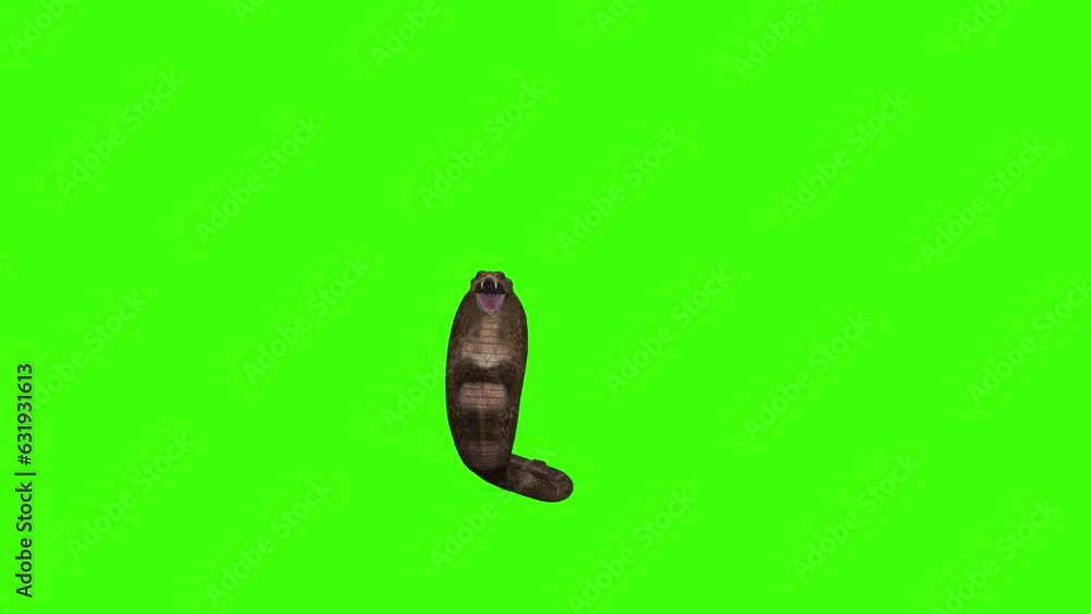 3D realistic Cobra Snake Crawling on green screen render, front view of ...