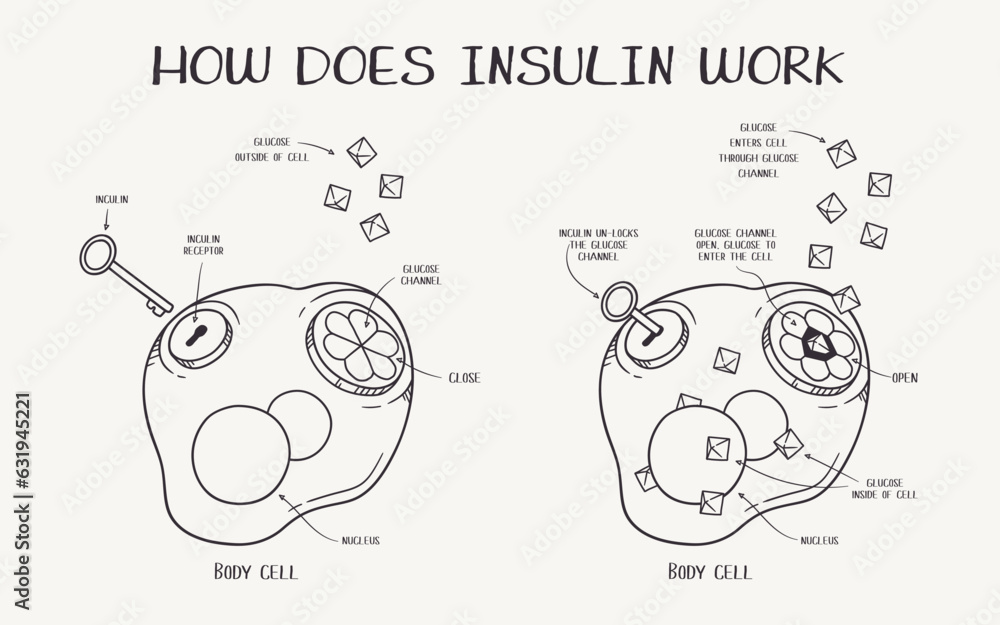 Hand drawn vector line art illustration explaining how does insulin ...