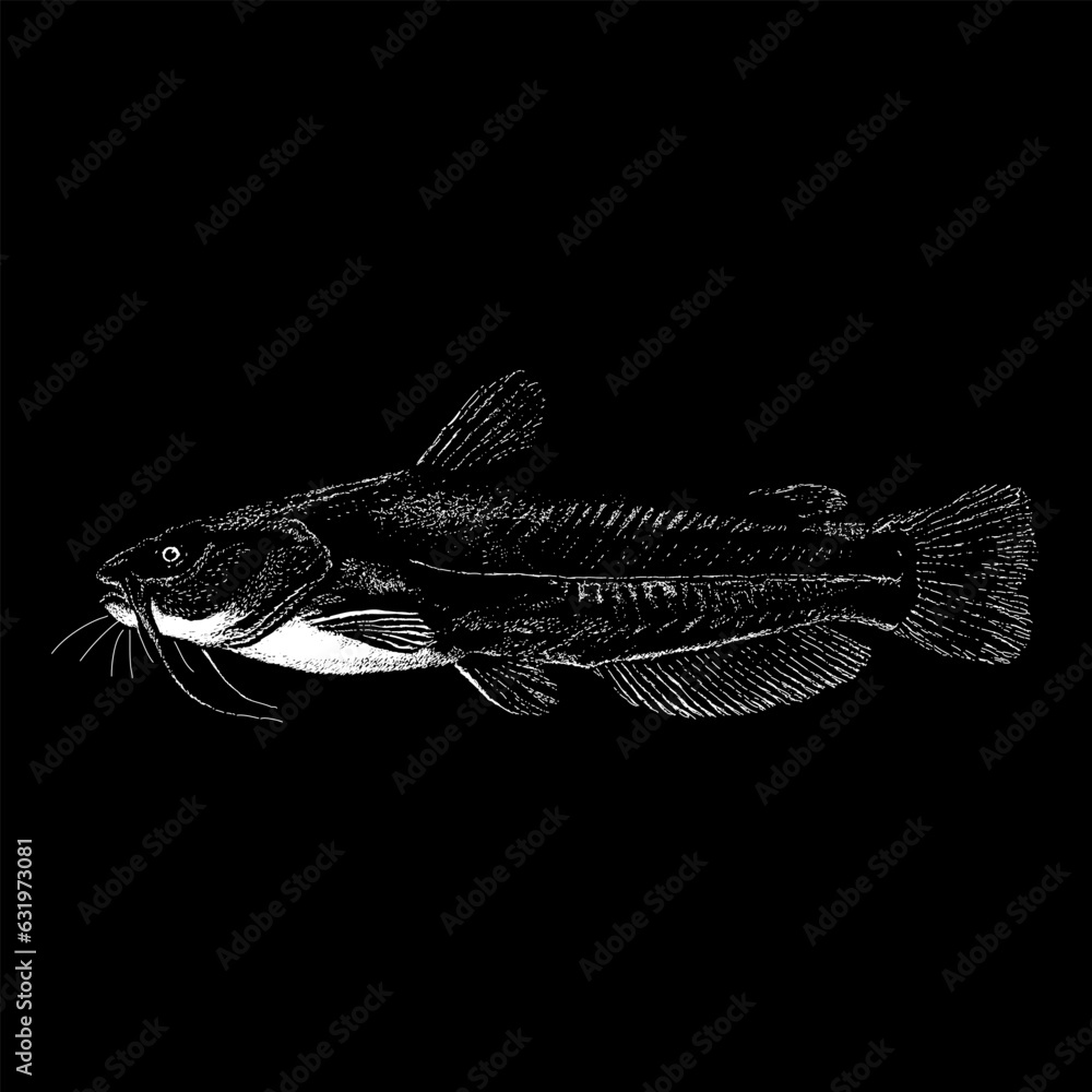 Yellow Bullhead Catfish hand drawing vector isolated on black ...