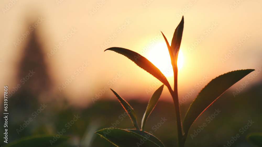 Green tea tree leaves camellia sinensis in organic farm sunlight. Fresh ...