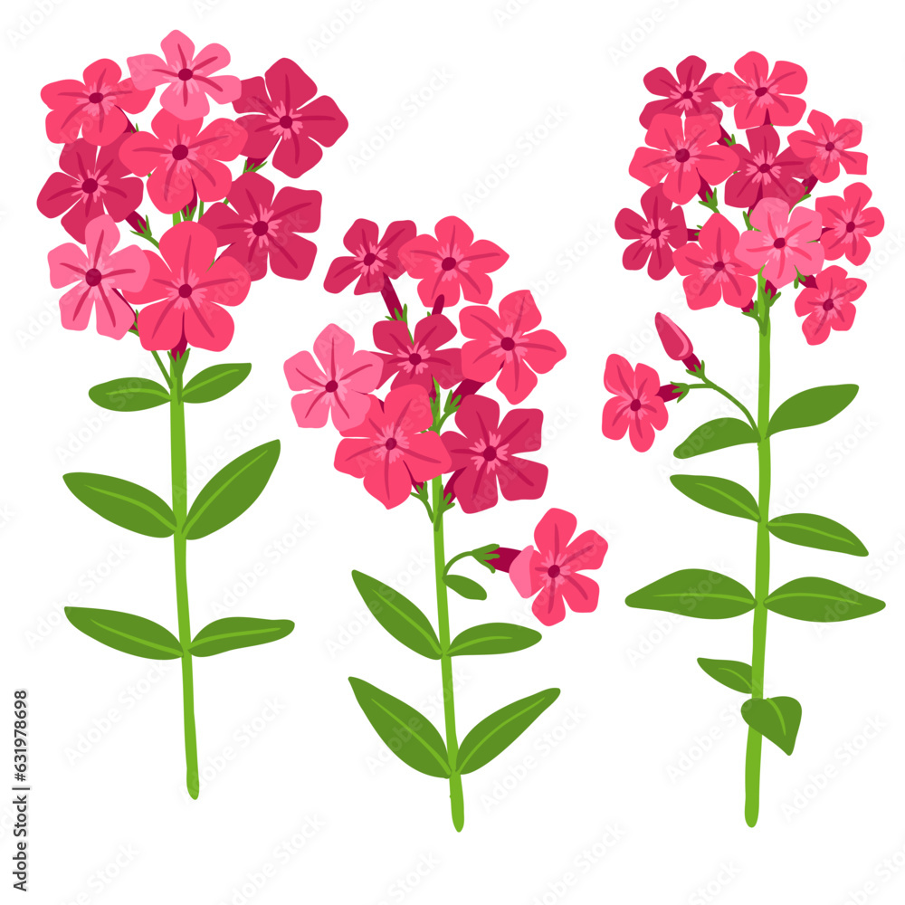 Phlox, vector drawing flowers at white background, hand drawn botanical ...