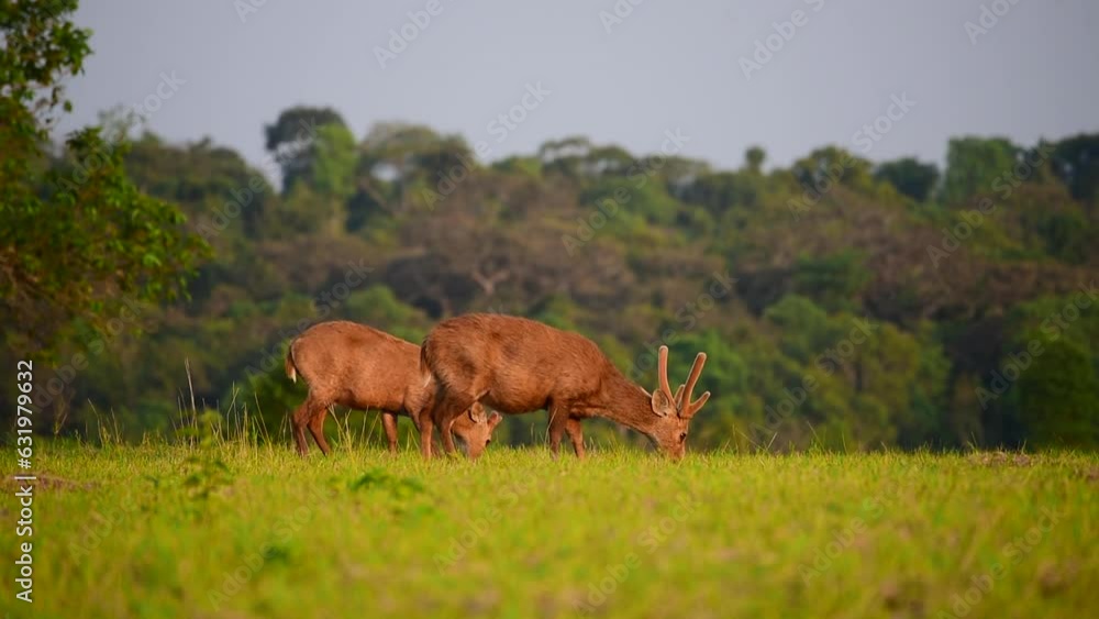 Spotted brown deer wild animal grazing grass in green national forest ...