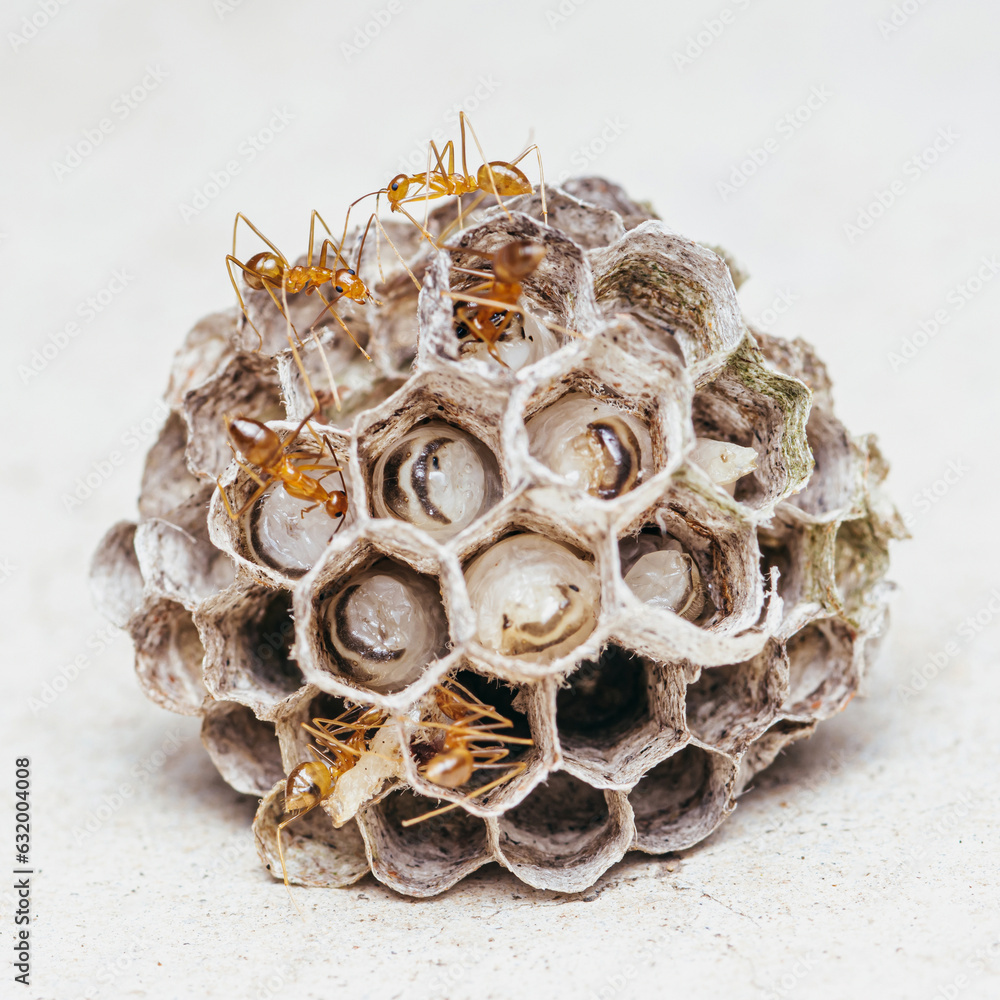Team of yellow crazy ants on the wasp's nest, Ants Teamwork with ...