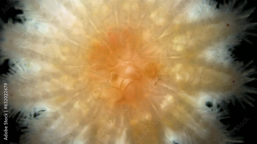 Young starfish Crossaster papposus under a microscope, Solasteridae ...