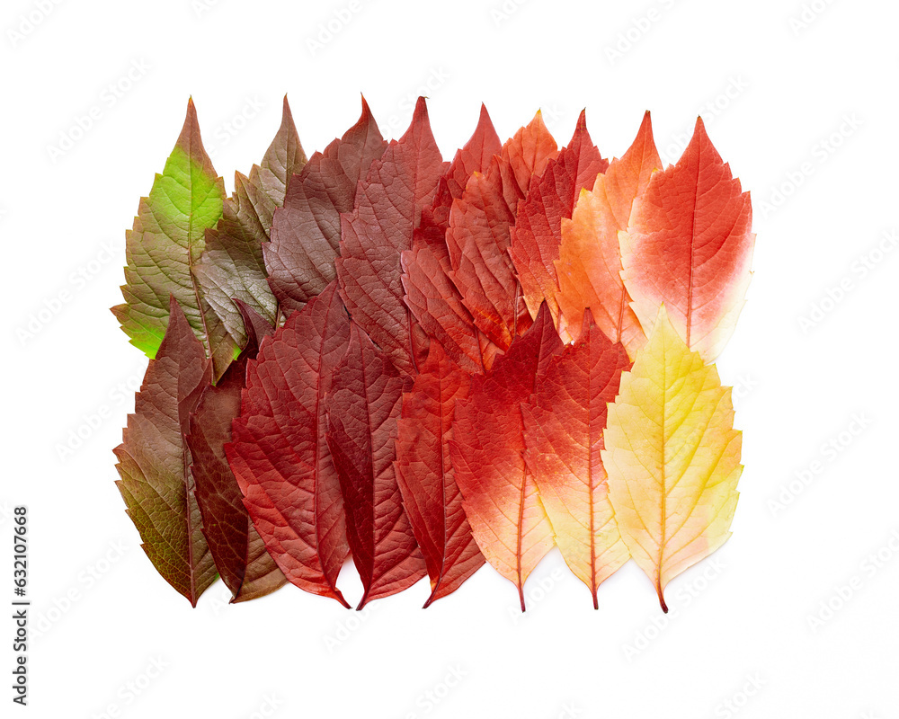 Autumn square pattern of fall leaves isolated on white background, red ...