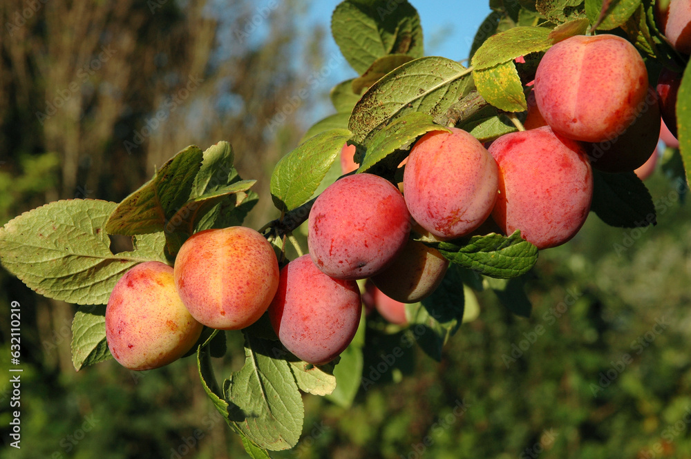 Prunier , Prune, Prunus domestica , Variété Reine Claude Violétte Stock ...